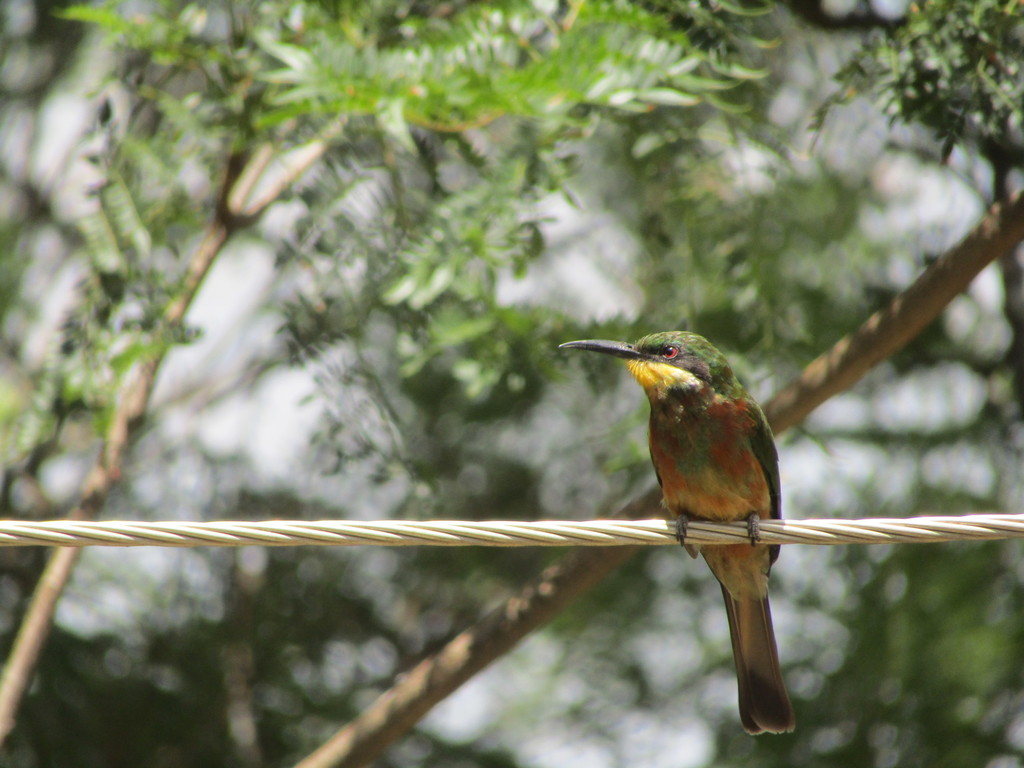 Cinnamon-chested Bee-eater from Kijabe, Kenya on March 29, 2019 at 08: ...