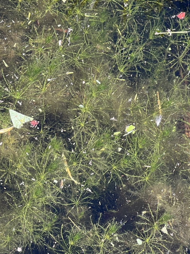 muskgrass from Hutchinson Island, Stuart, FL, US on November 29, 2023 ...