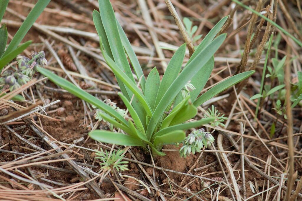 Cooper’s African hyacinth from Carletonville, 2499, South Africa on ...