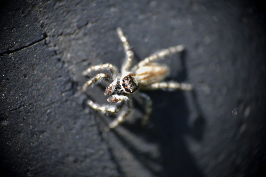 Gray Wall Jumping Spider from Ibagué, Tolima, Colombia on October 11 ...