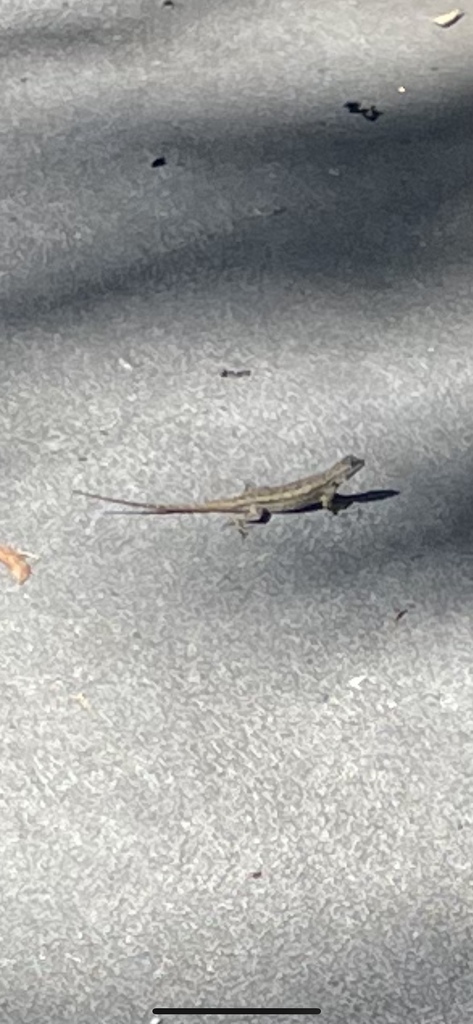 Western Fence Lizard from University of California, Riverside ...