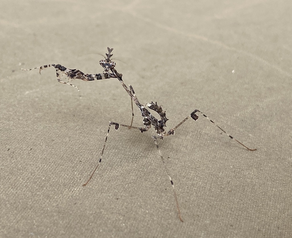 Cryptic Mantis from Chitake Spring, Zimbabwe on August 28, 2023 at 01: ...