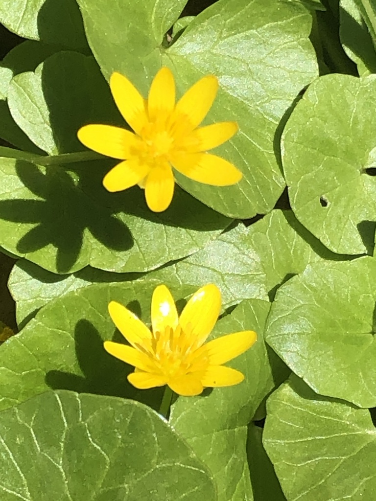 lesser celandine from Ward Pound Ridge Reservation, Pound Ridge, NY, US ...