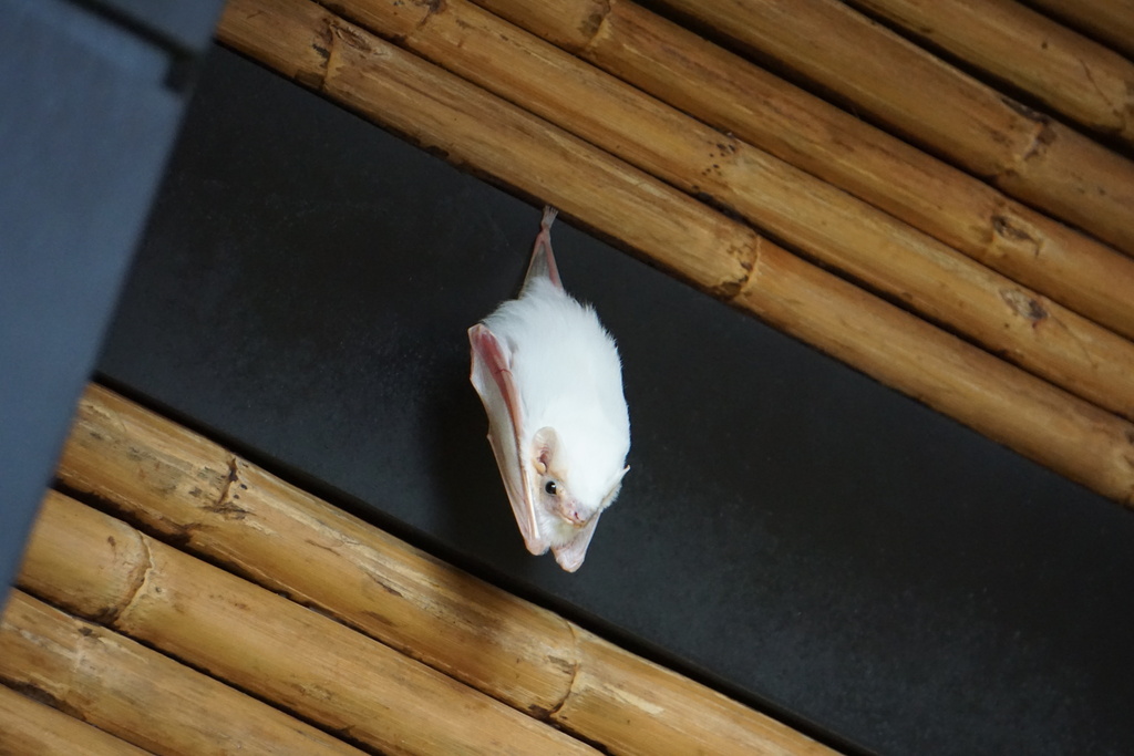 Northern Ghost Bat from Guanacaste Province, Punta Islita, Costa Rica ...