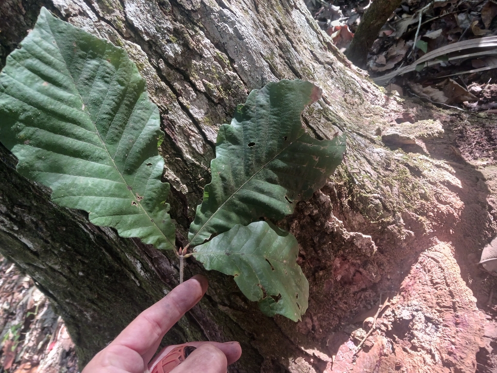 swamp chestnut oak from Brooksville, FL 34614, USA on November 29, 2023 ...