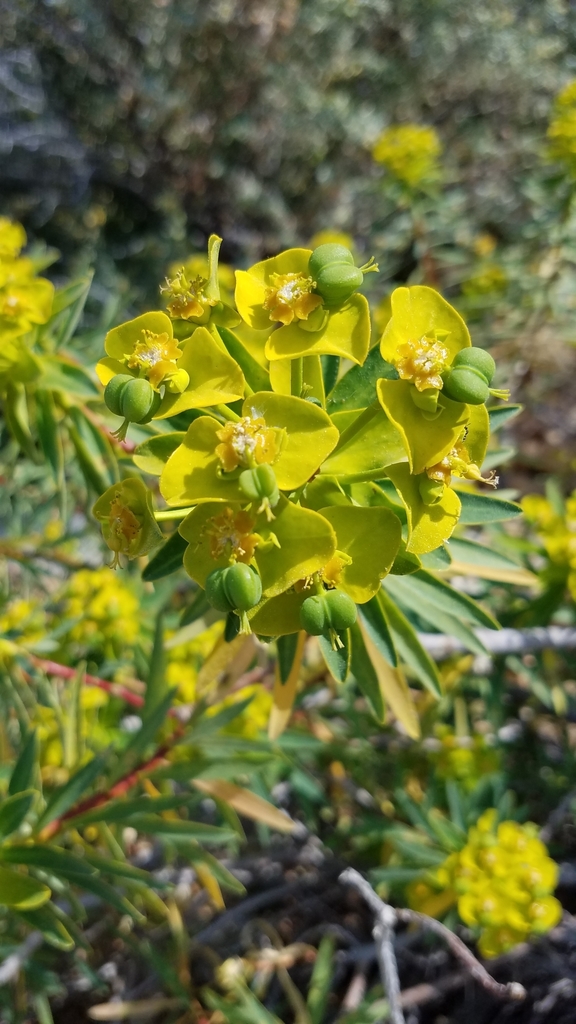 tree spurge from Alpes-Maritimes, Provence-Alpes-Côte d'Azur, FR on ...