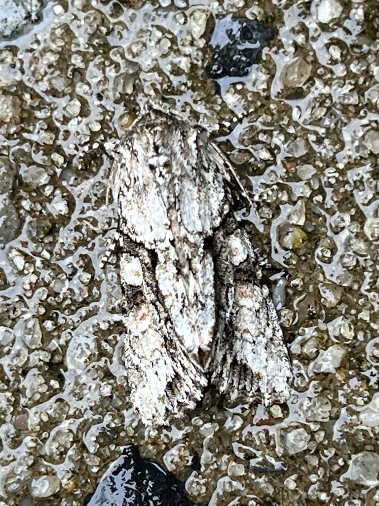 Distinct Quaker from Ward Pound Ridge Reservation, Cross River, NY, US on April 30, 2023 at 11: ...