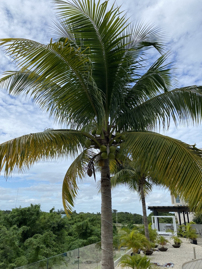 coconut palm from Benito Juárez, Q. Roo., MX on November 29, 2023 at 03 ...
