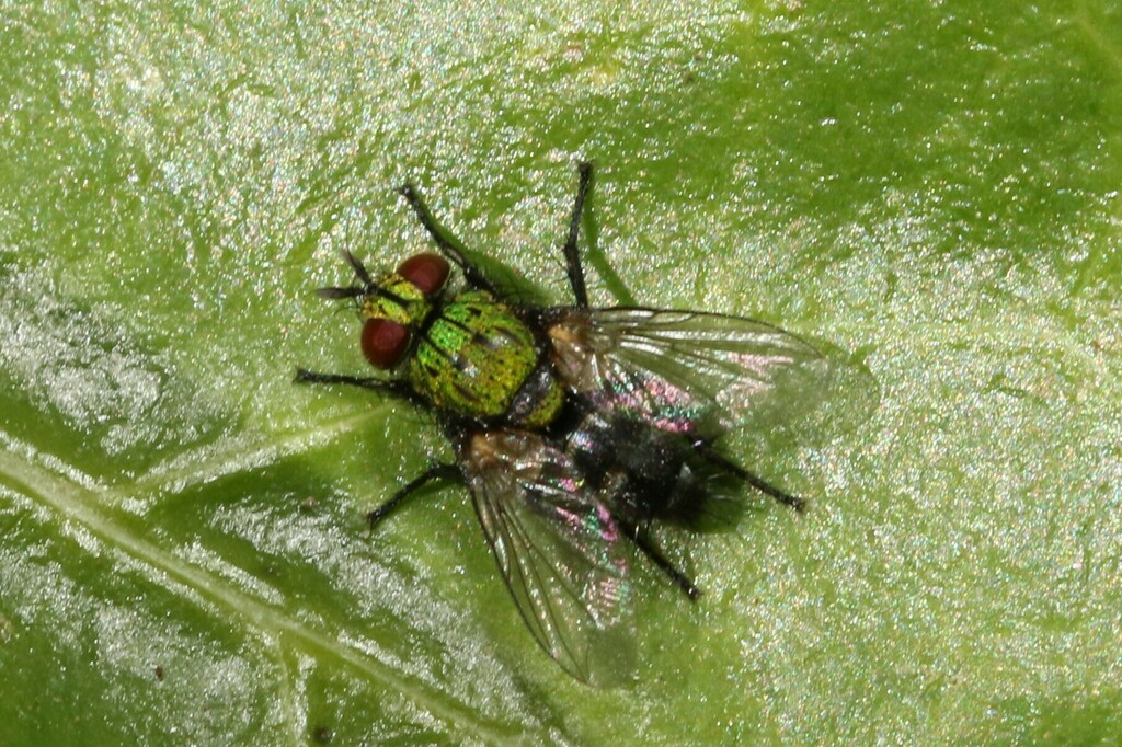 Exorista from Overberg District Municipality, South Africa on November ...