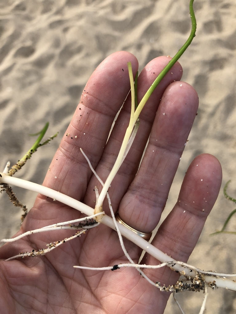 Manatee Grass (Syringodium filiforme) - Botanical Realm