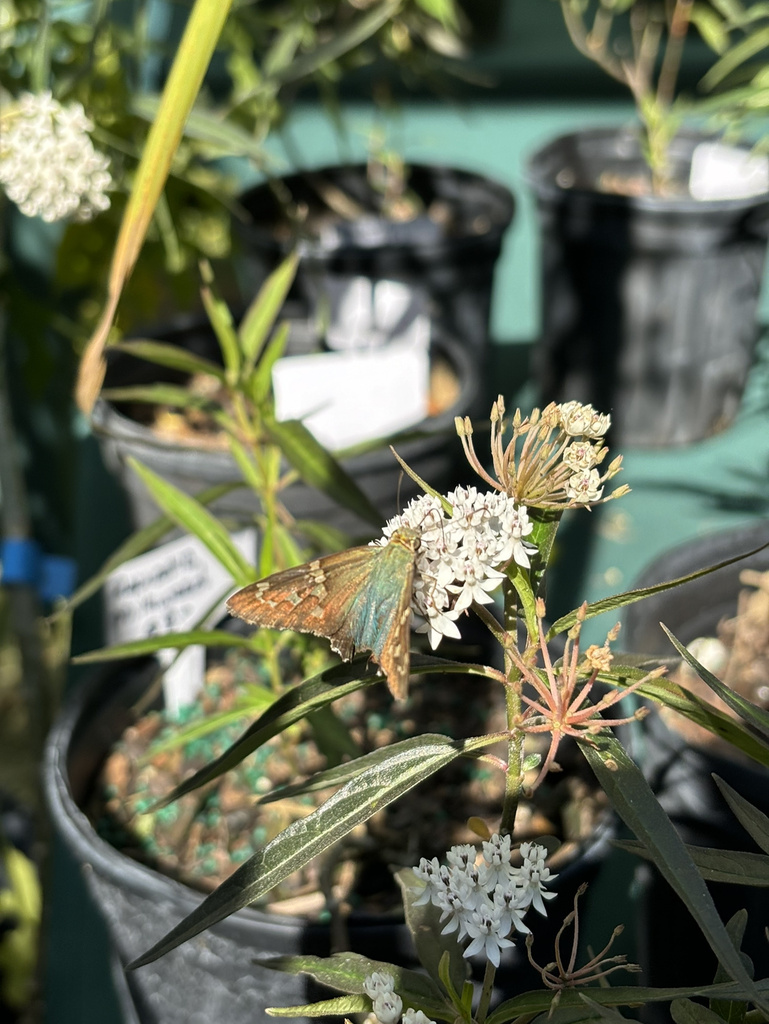 Long-tailed Skipper from University of Florida, Gainesville, FL, US on ...