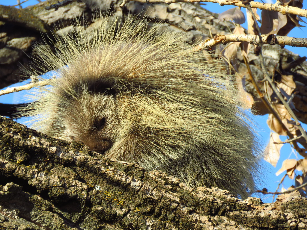 North American Porcupine from South Lethbridge, Lethbridge, AB, Canada ...