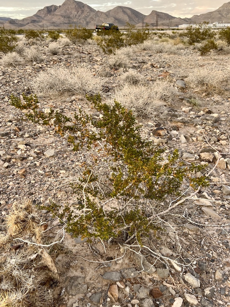 Creosote Bush from North Las Vegas, NV, US on November 28, 2023 at 04: ...