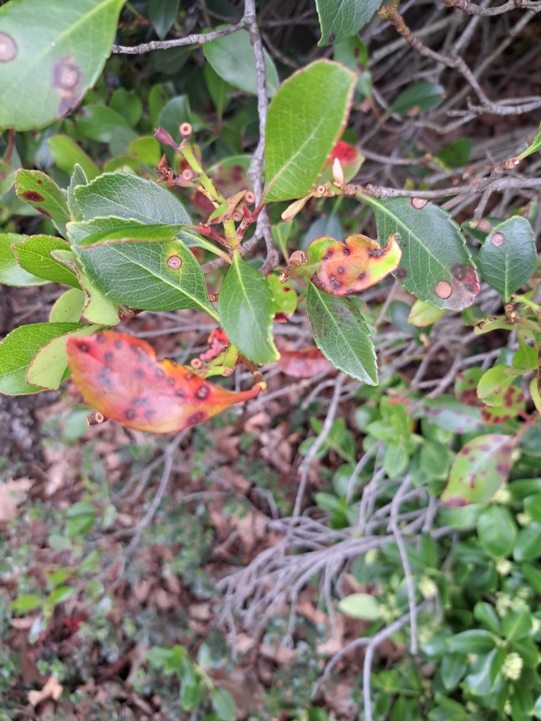 Quince leaf blight from Christchurch including Banks Peninsula, NZ-CA ...