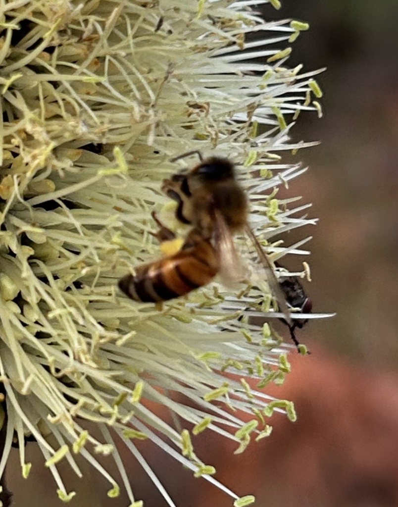 Western Honey Bee from Moreton Bay Marine Park, Russell Island, QLD, AU ...