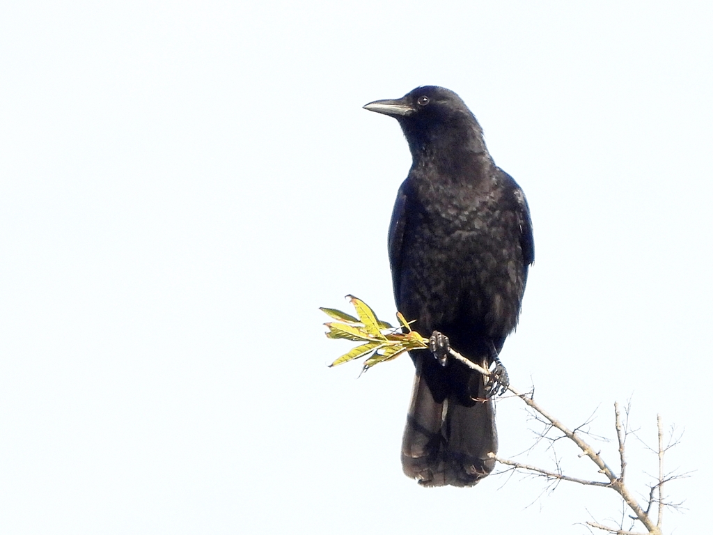 American Crow from George Bush Park/Eldridge, Houston, TX, USA on ...