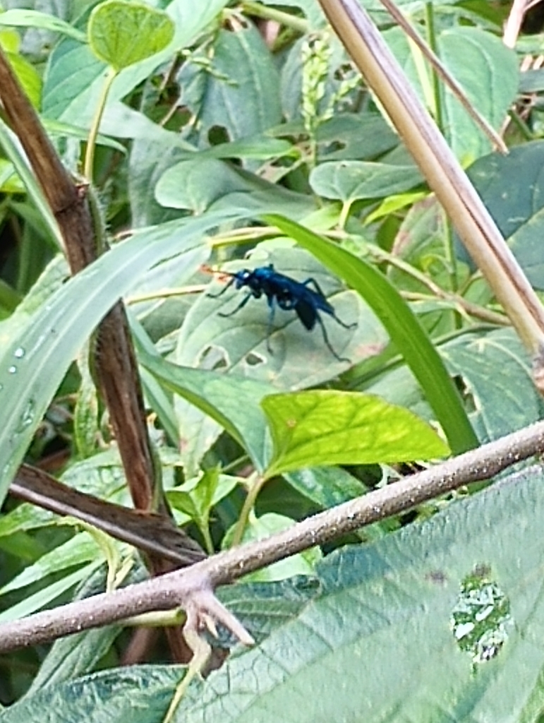 Orange-horned Tarantula Hawk from Unnamed Rd Roosevelt Roads Puerto ...
