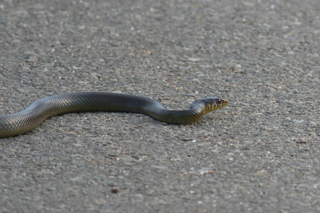 Oriental Rat Snake from Yala National Park, Hambantota, Sri Lanka on ...