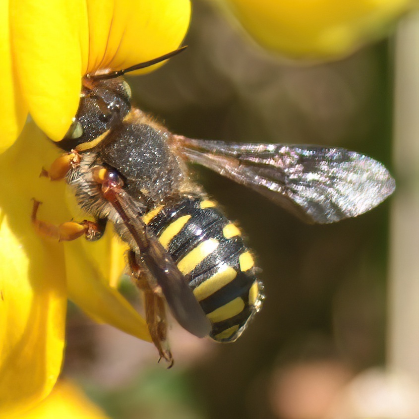 Oblong Woolcarder Bee from Clare County, MI, USA on August 16, 2022 at ...