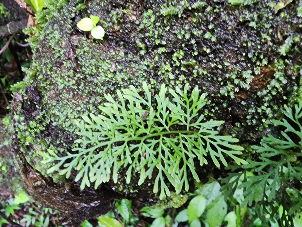 Filmy Ferns and Bristle Ferns from W353+JMH, Provincia de Cartago ...