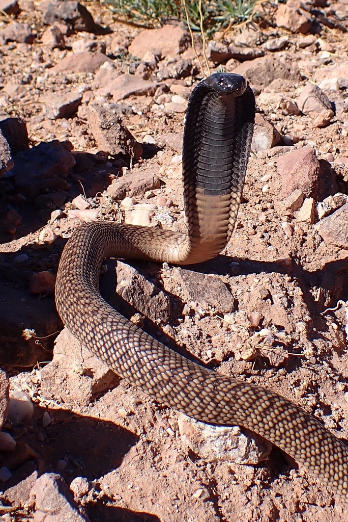Egyptian Cobra from Province de Tinghir, Maroc on November 20, 2023 at ...