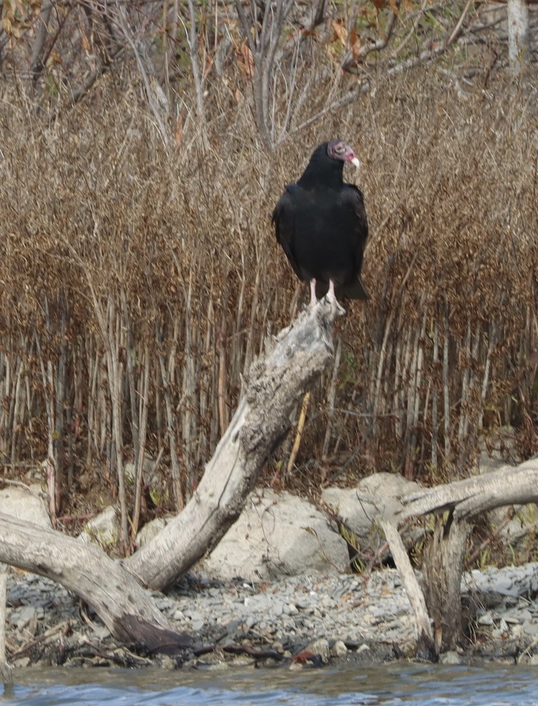 Turkey Vulture from Wylie, TX, USA on November 29, 2023 at 12:30 PM by ...