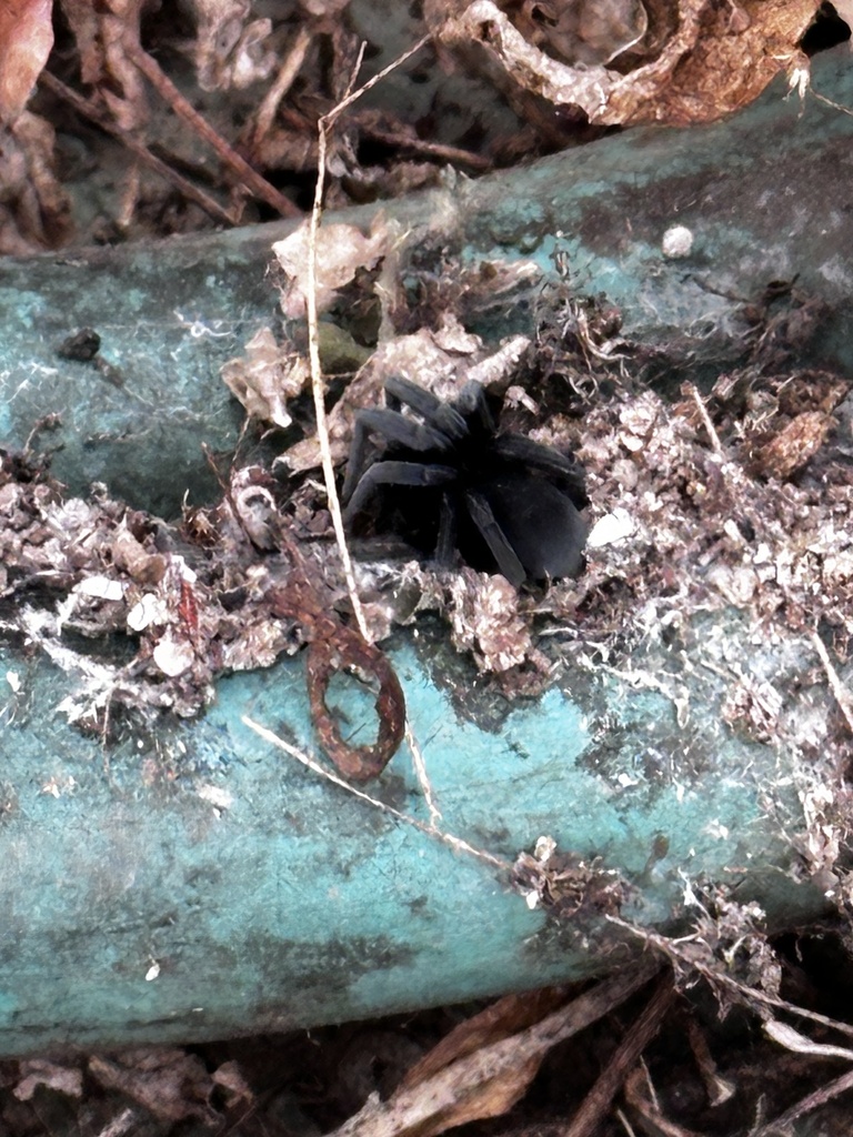 Spiders from Cuyamaca College, El Cajon, CA, US on November 29, 2023 at ...