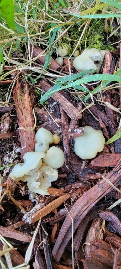 Psilocybe weraroa from New Franklin, OH 44319, USA on October 23, 2023 ...