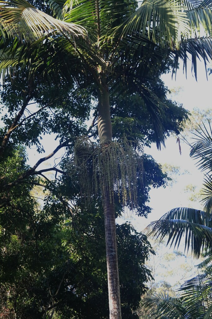 Piccabeen Palm from Upper Orara NSW 2450, Australia on November 27, 2023 at 07:55 AM by Adrian ...