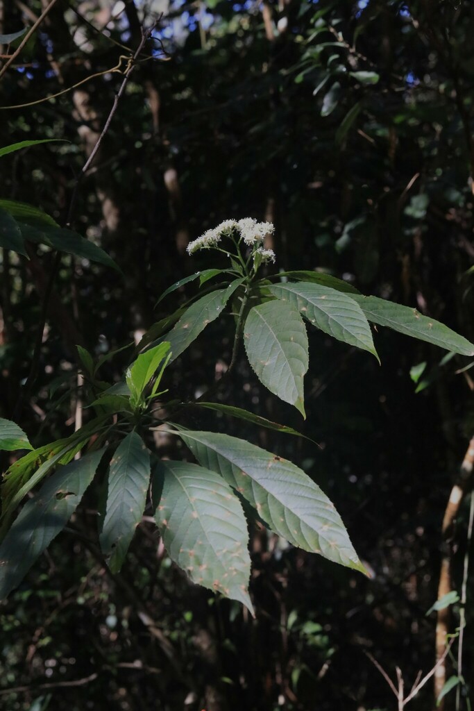 Native Hydrangea from Upper Orara NSW 2450, Australia on November 27 ...