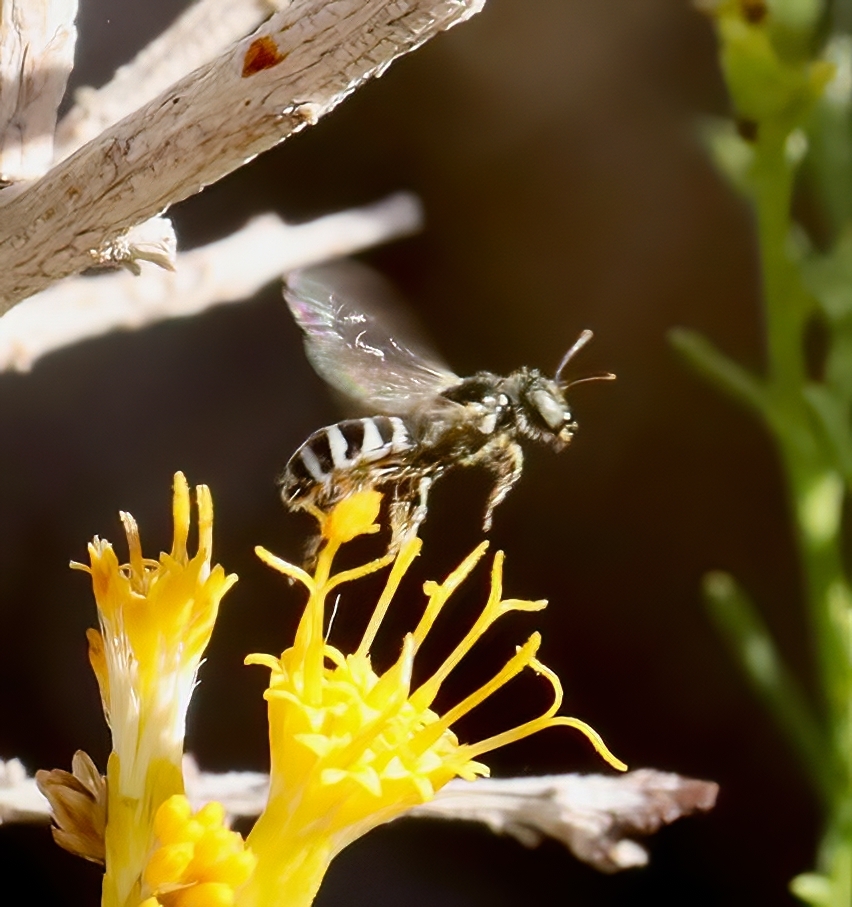 Fairy Bees from Anza-Borrego Desert State Park, San Diego, CA on ...