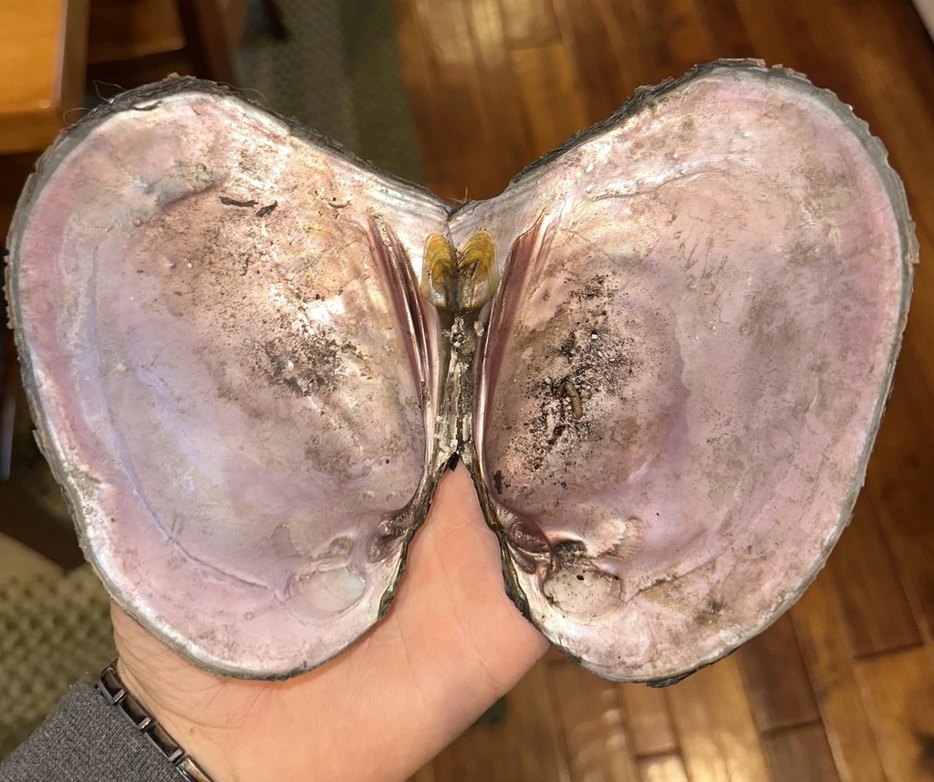 Pink Heelsplitter from 105th St, Mapleton, MN, US on November 21, 2023 ...