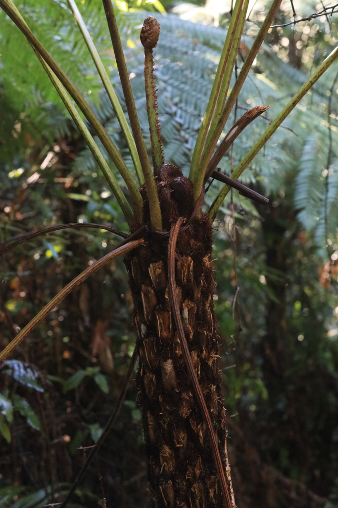 scaly tree ferns from Upper Orara NSW 2450, Australia on November 27 ...