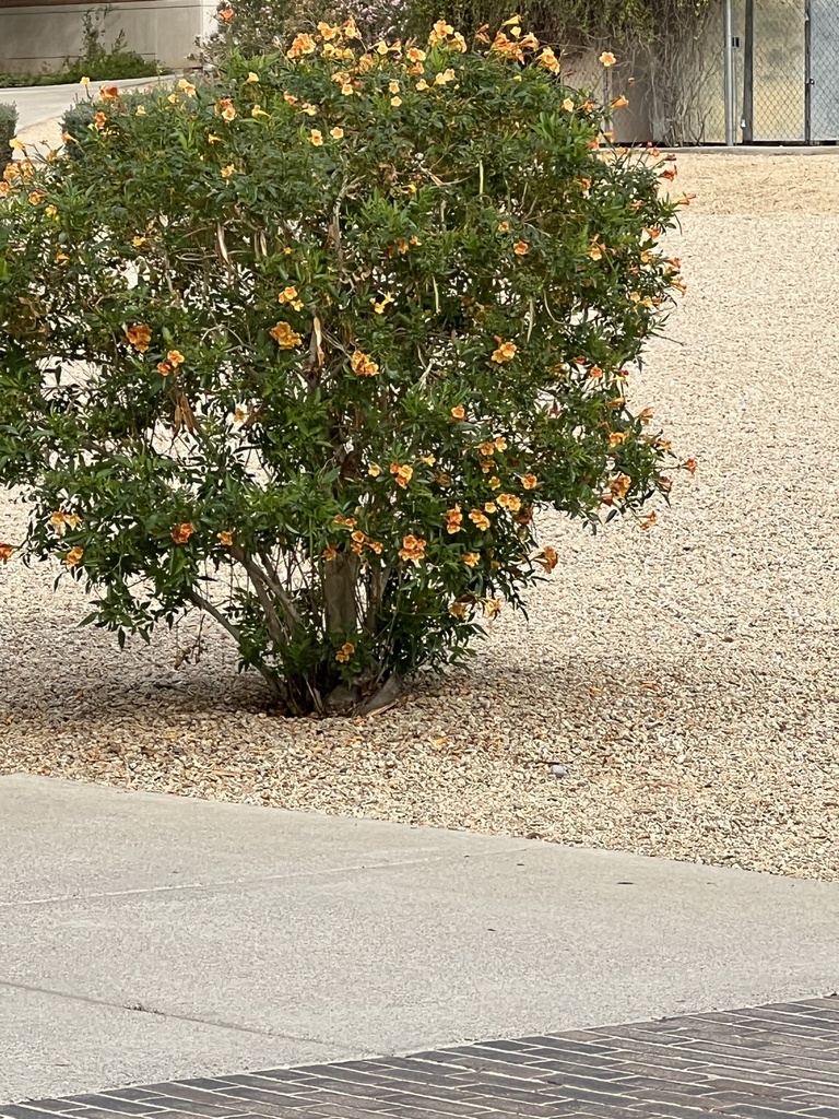flowering plants from ASU West Valley, Phoenix, AZ, US on November 29 ...