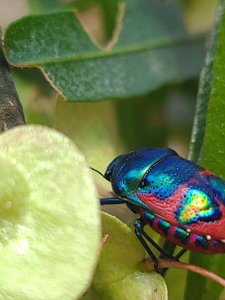 Red Jewel Bug from Mudgee NSW 2850, Australia on November 29, 2023 at ...