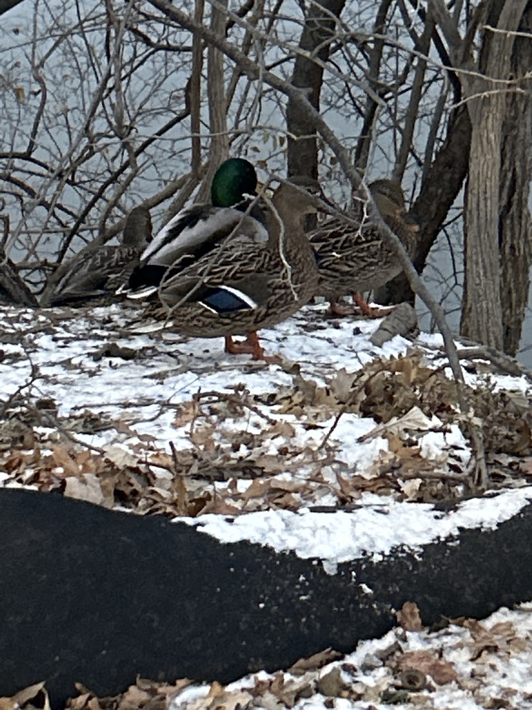 Mallard from Michigan State University, East Lansing, MI, US on ...