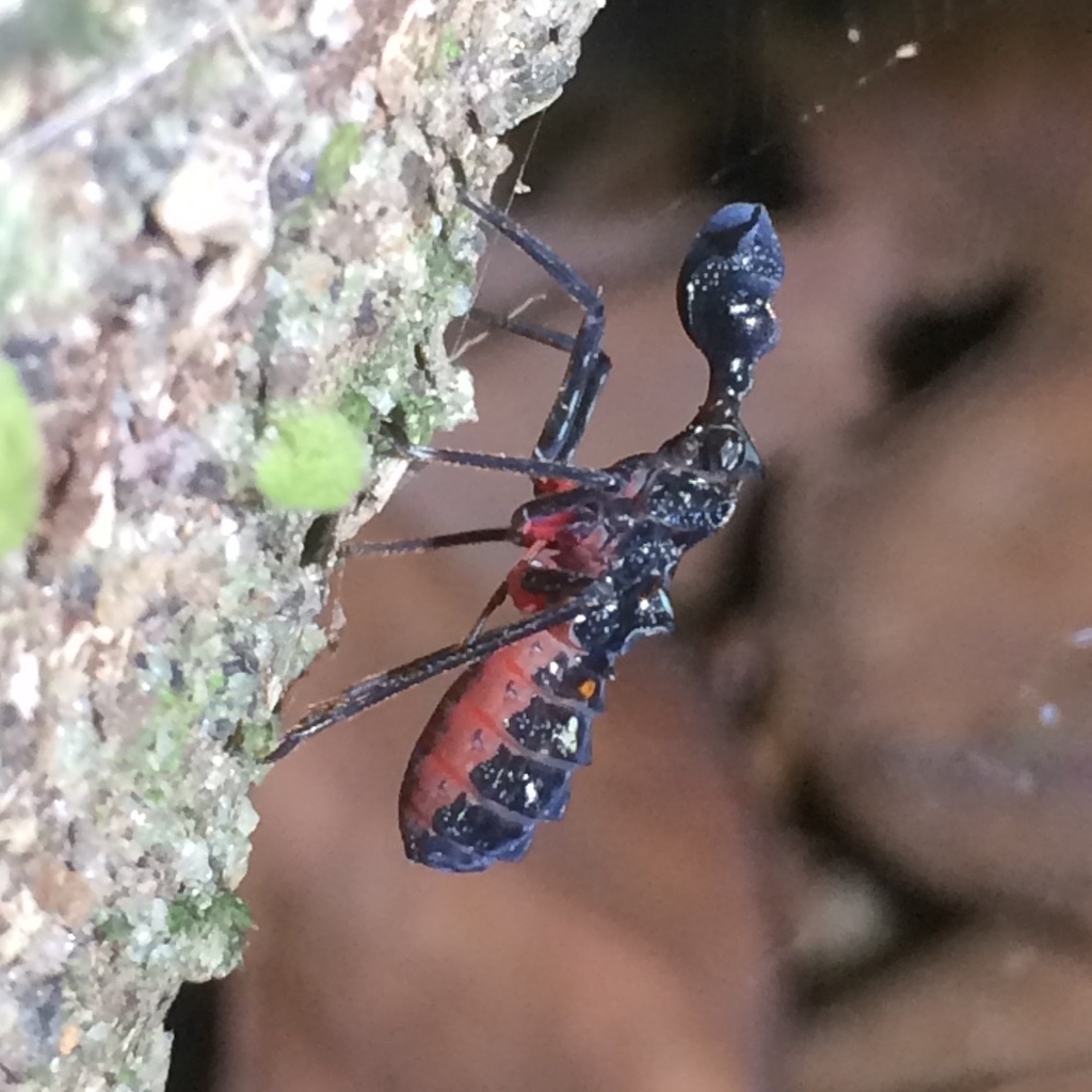 Dragon-headed Bugs from Murici - State of Alagoas, Brazil on November ...
