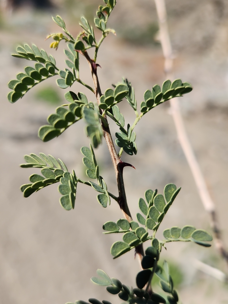 Catclaw Acacia from Santa Rosa Wildlife Area, Riverside County, US-CA ...
