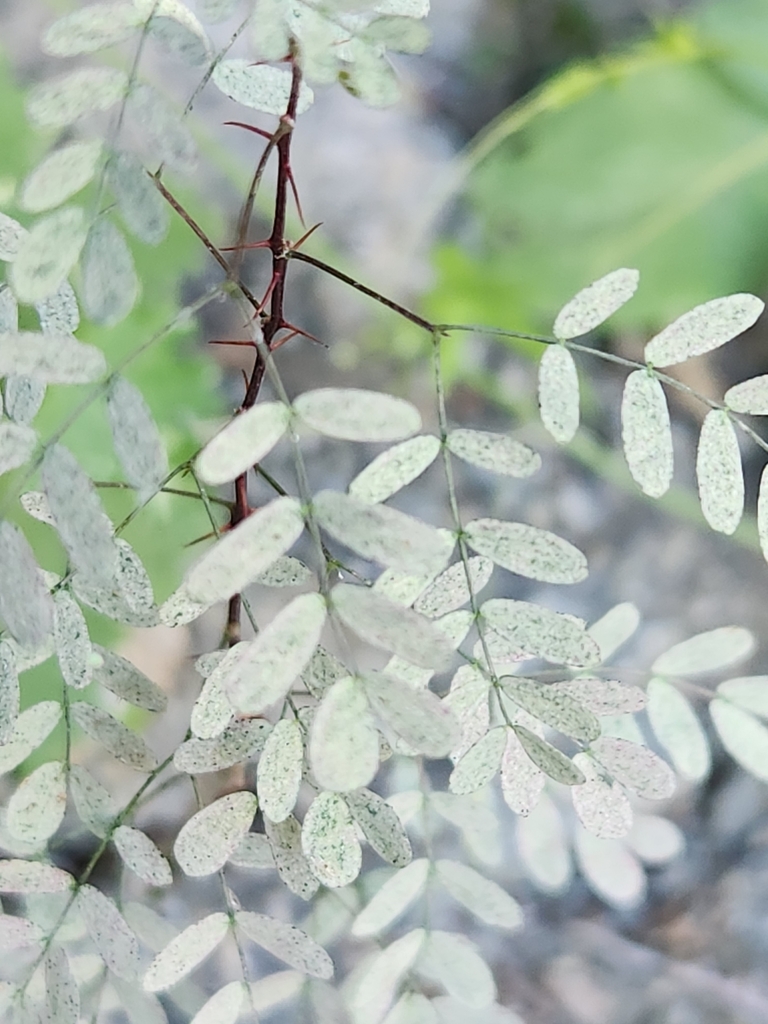 legumes from Santa Rosa Wildlife Area, Riverside County, US-CA, US on ...