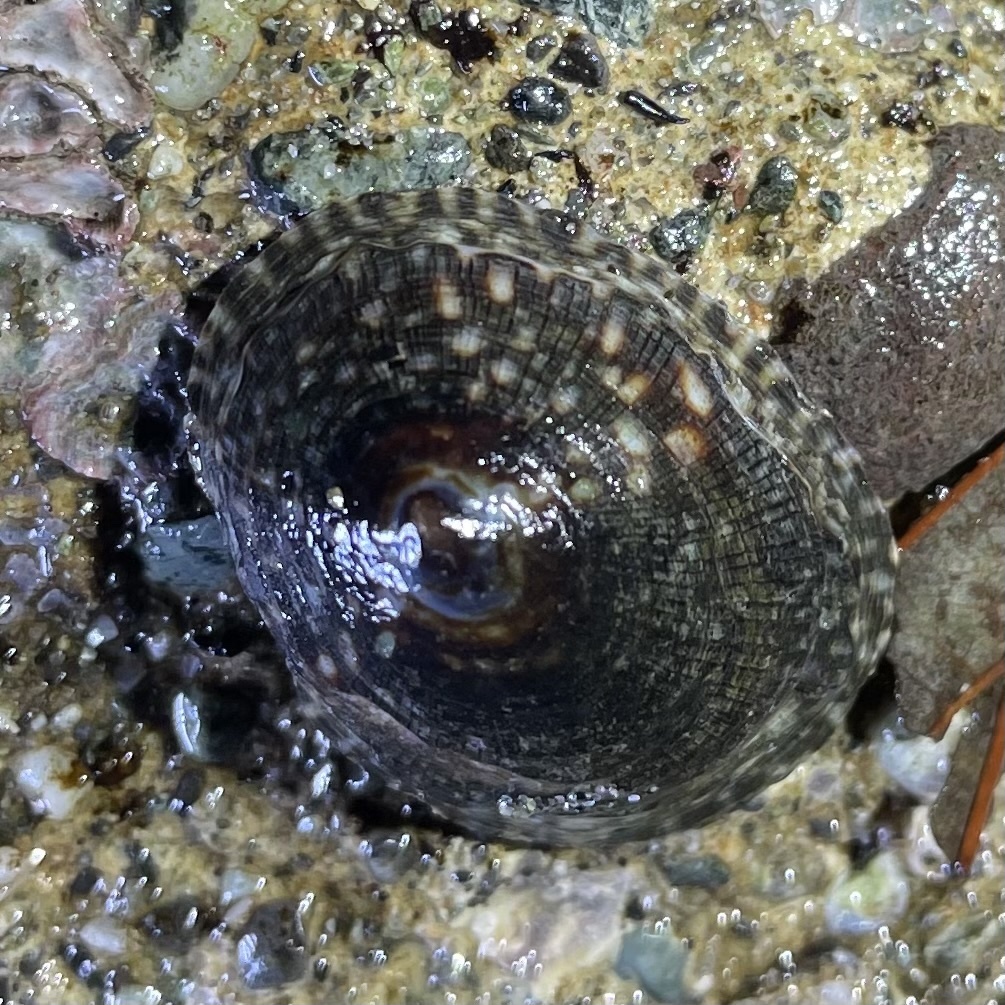 Mask Limpet from Ferry Dock, Vashon, WA 98070, USA on November 28, 2023 ...