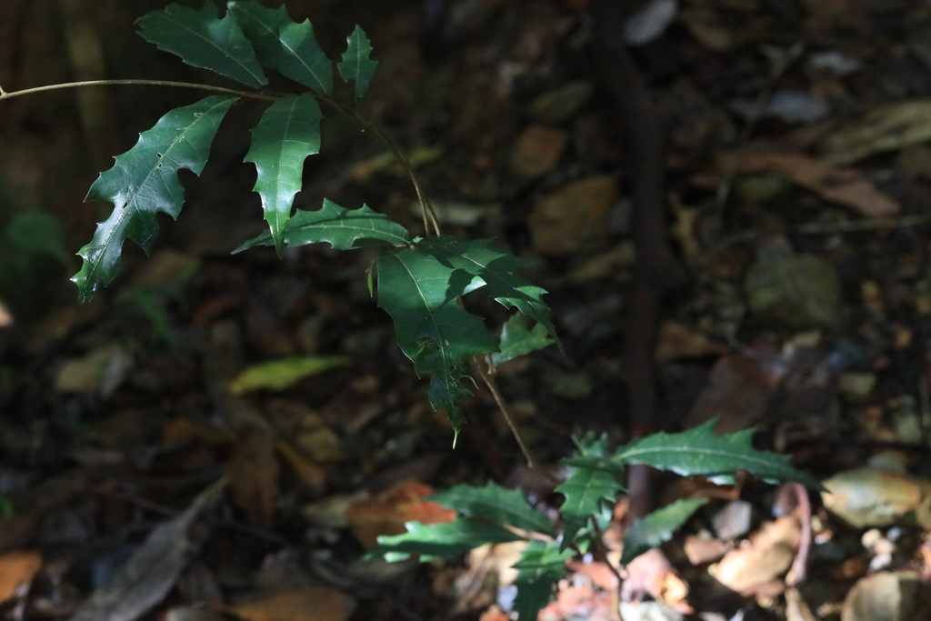 Burnie Vine from Upper Orara NSW 2450, Australia on November 27, 2023 at 08:09 AM by Adrian Gale ...