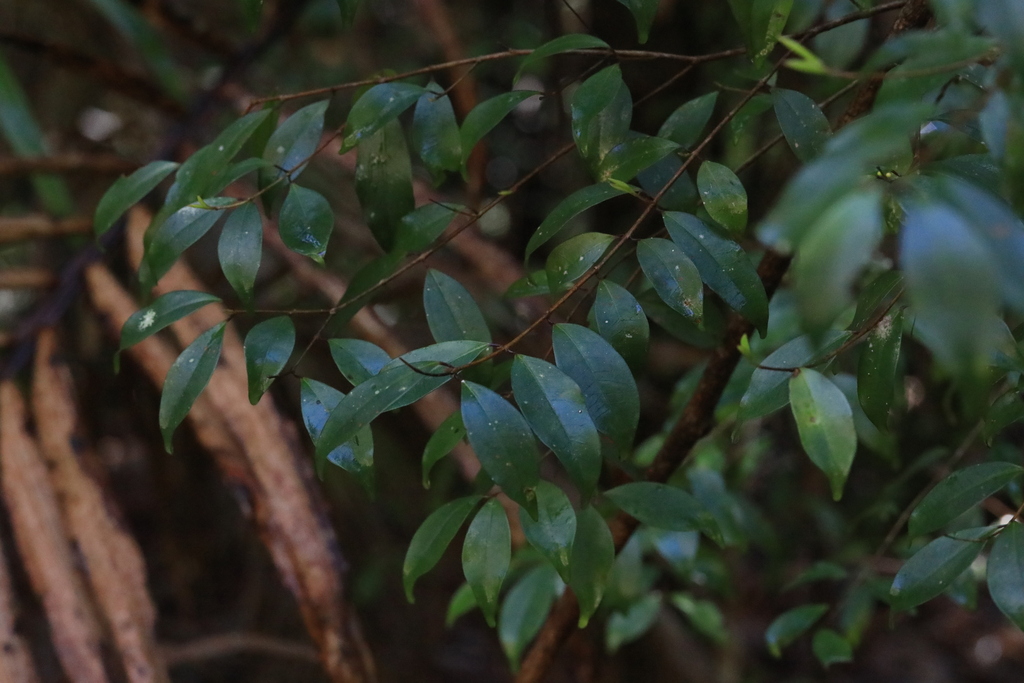 Lilly Pilly from Upper Orara NSW 2450, Australia on November 27, 2023 ...