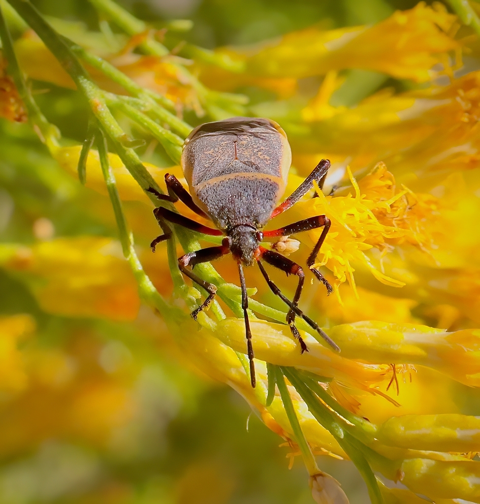 California Bordered Plant Bug from Anza-Borrego Desert State Park. San ...