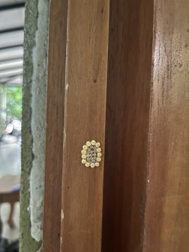 Winged and Once-winged Insects from Santa Rosa National Park, La Cruz ...