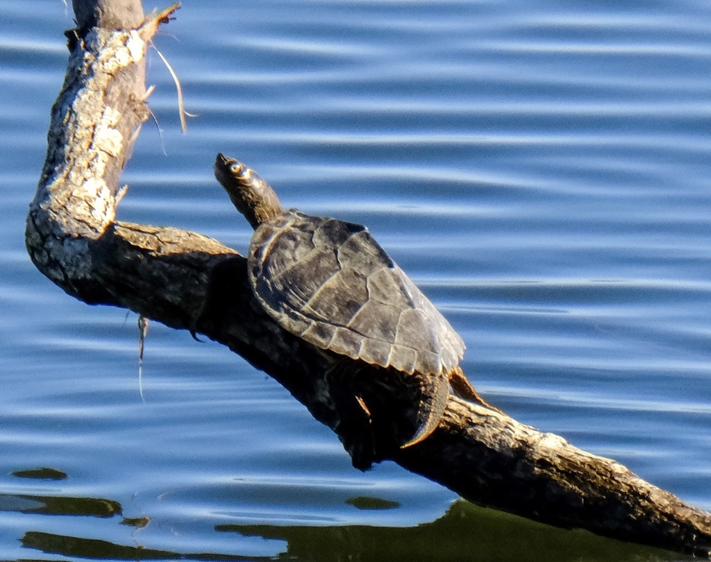 False Map Turtle in November 2023 by brenda_clark · iNaturalist