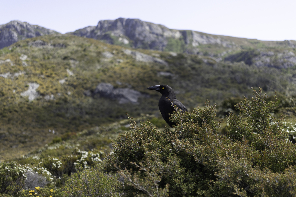 Black Currawong in November 2023 by Vaibhav Dwivedi · iNaturalist