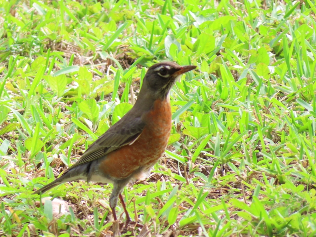 American Robin from Supermanzana 84, Cancún, Q.R., Mexico on November ...