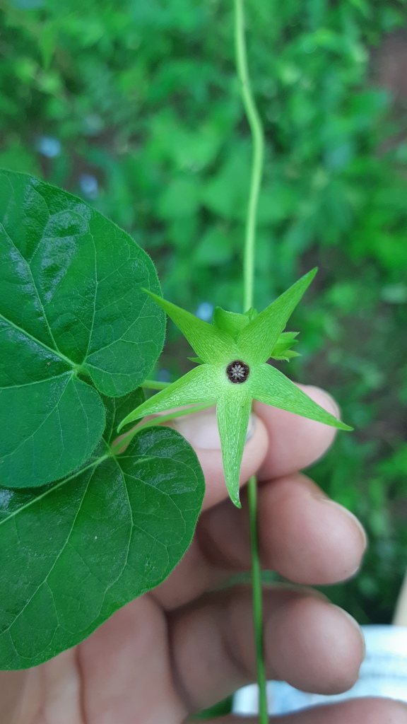 Polystemma galindoi from Cosalá, Sin., México on August 11, 2021 at 10: ...