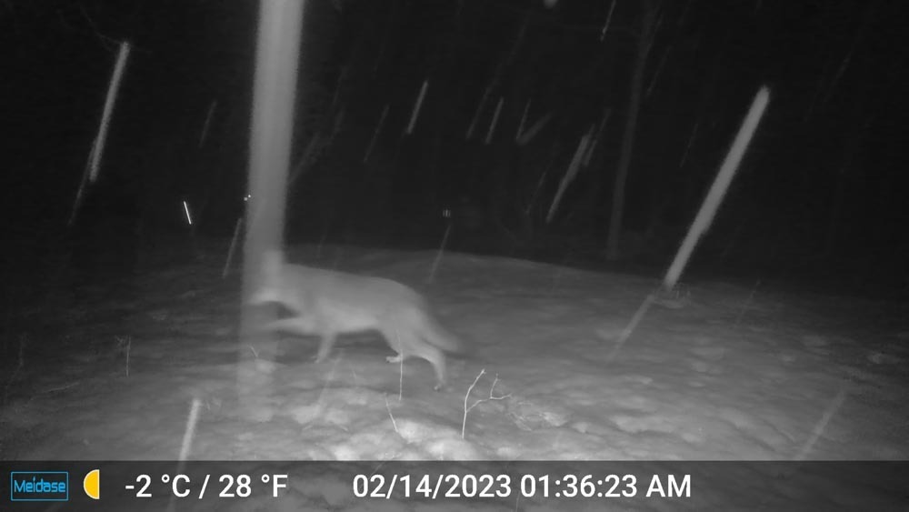 Coyote from Calais, VT, USA on February 14, 2023 at 01:36 AM by Erika ...