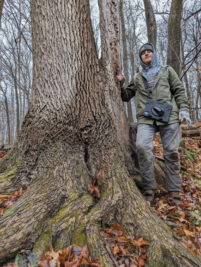 white ash in November 2023 by Summit Metro Parks. Has DED, but still ...